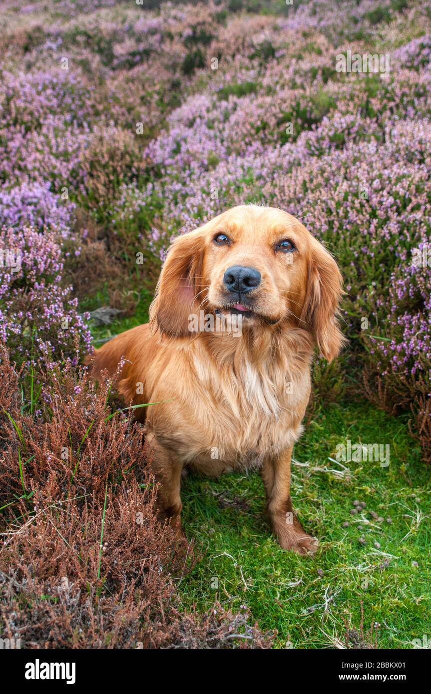 Golden english cocker spaniel hi-res stock photography and images - Alamy