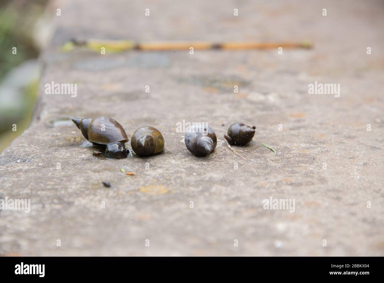 English country garden, water snails out of a pond. Norfolk UK Stock ...