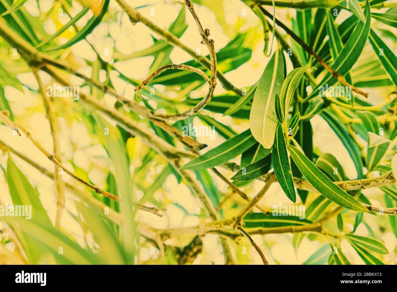 Botanical background, olive tree branches and leaves in summer ...