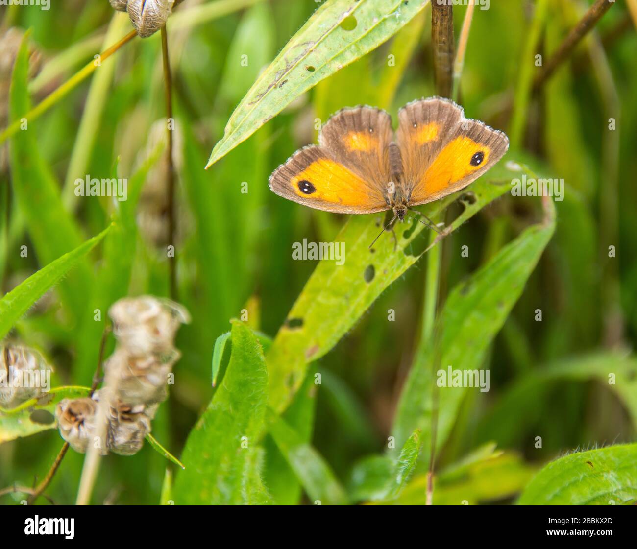 English butterfly hi-res stock photography and images - Alamy