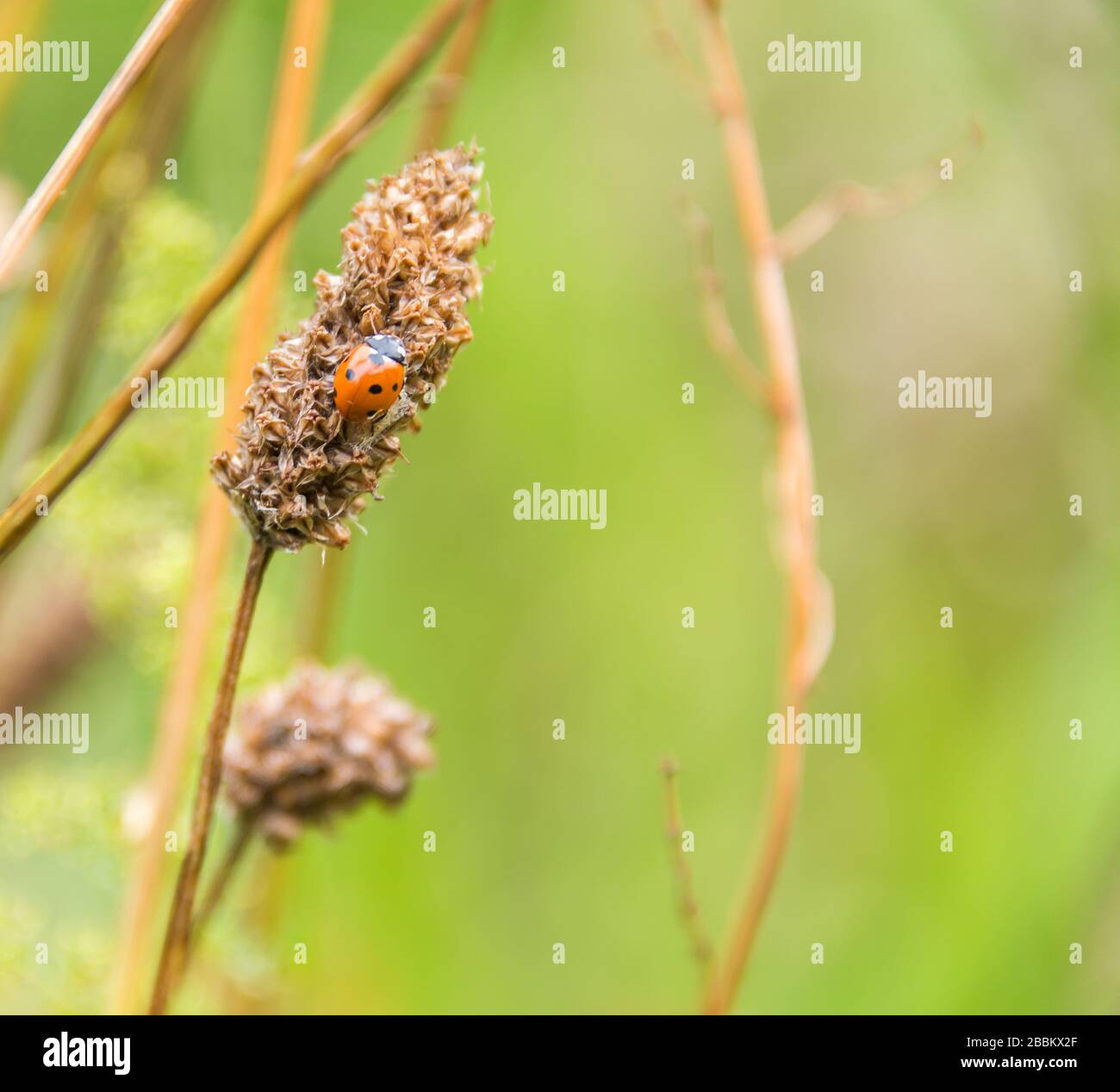 English country garden, red 5 spotted ladybird on a dry grass. England ...