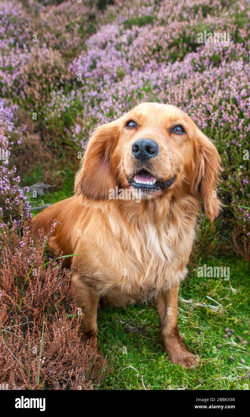 North Yorkshire, England, UK. Cocker Spaniel sitting on moorland, in ...
