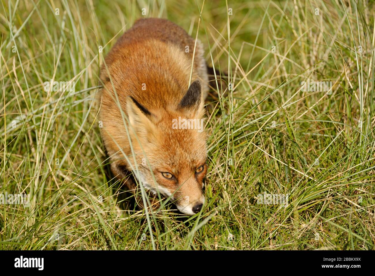 A magnificent wild Red Fox, hunting for food to eat in the long grass ...