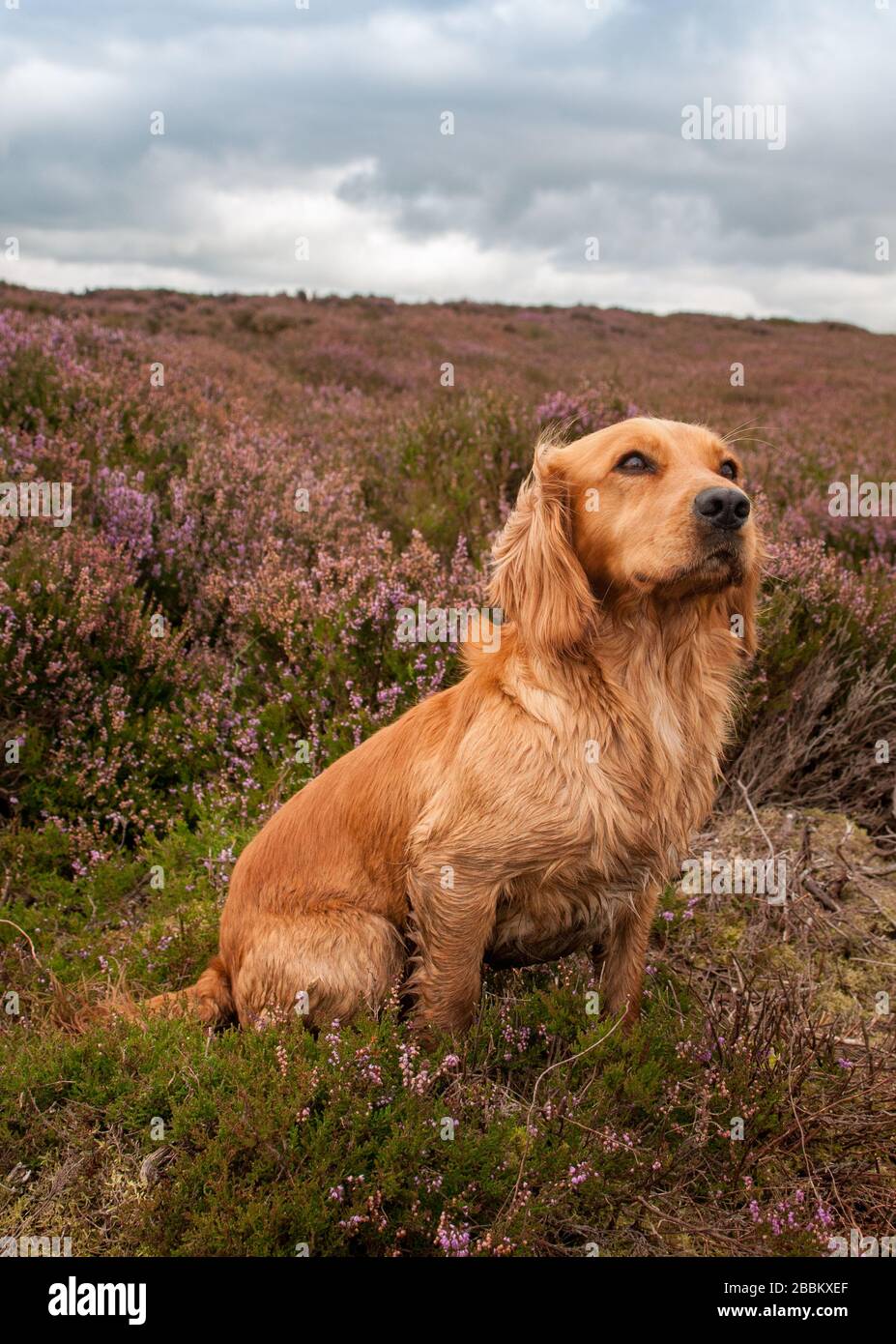 North Yorkshire, England, UK. Cocker Spaniel sitting on moorland, in ...