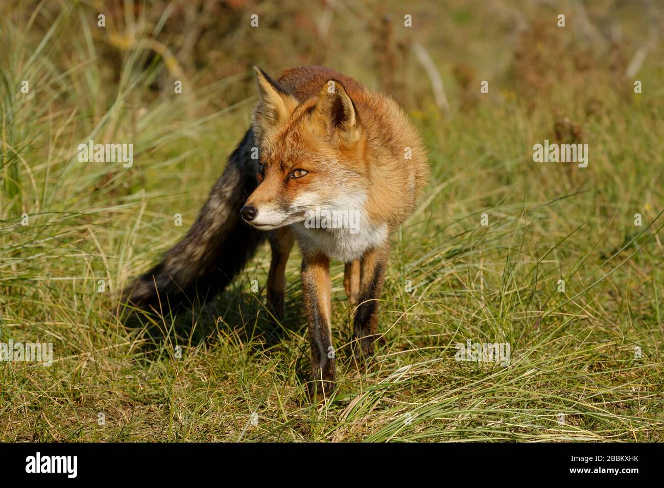A magnificent wild Red Fox, hunting for food to eat in the long grass ...