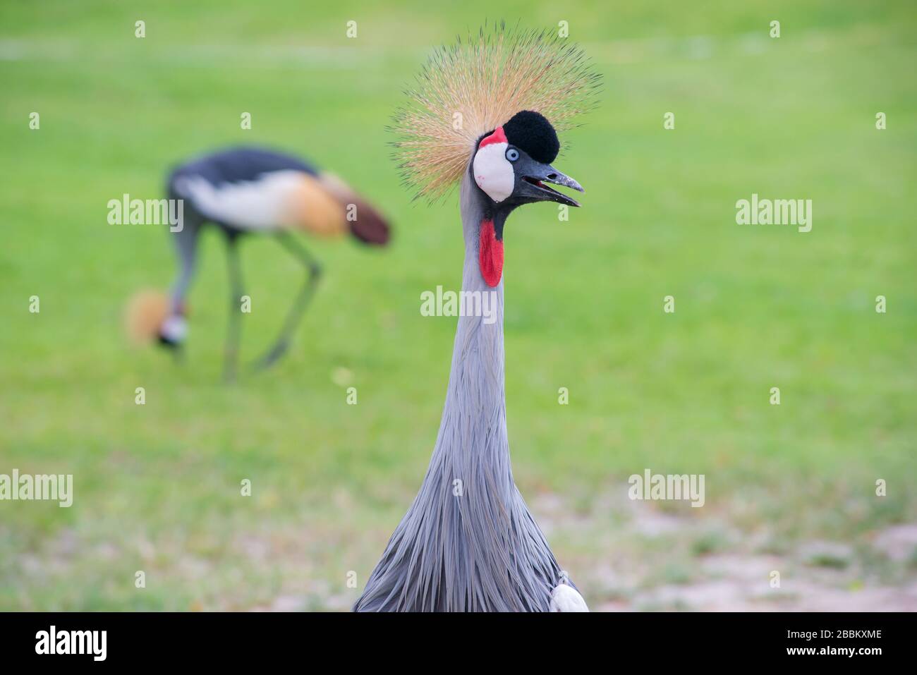 Crowned Crane birds with blue eye and red wattle in park Stock Photo ...