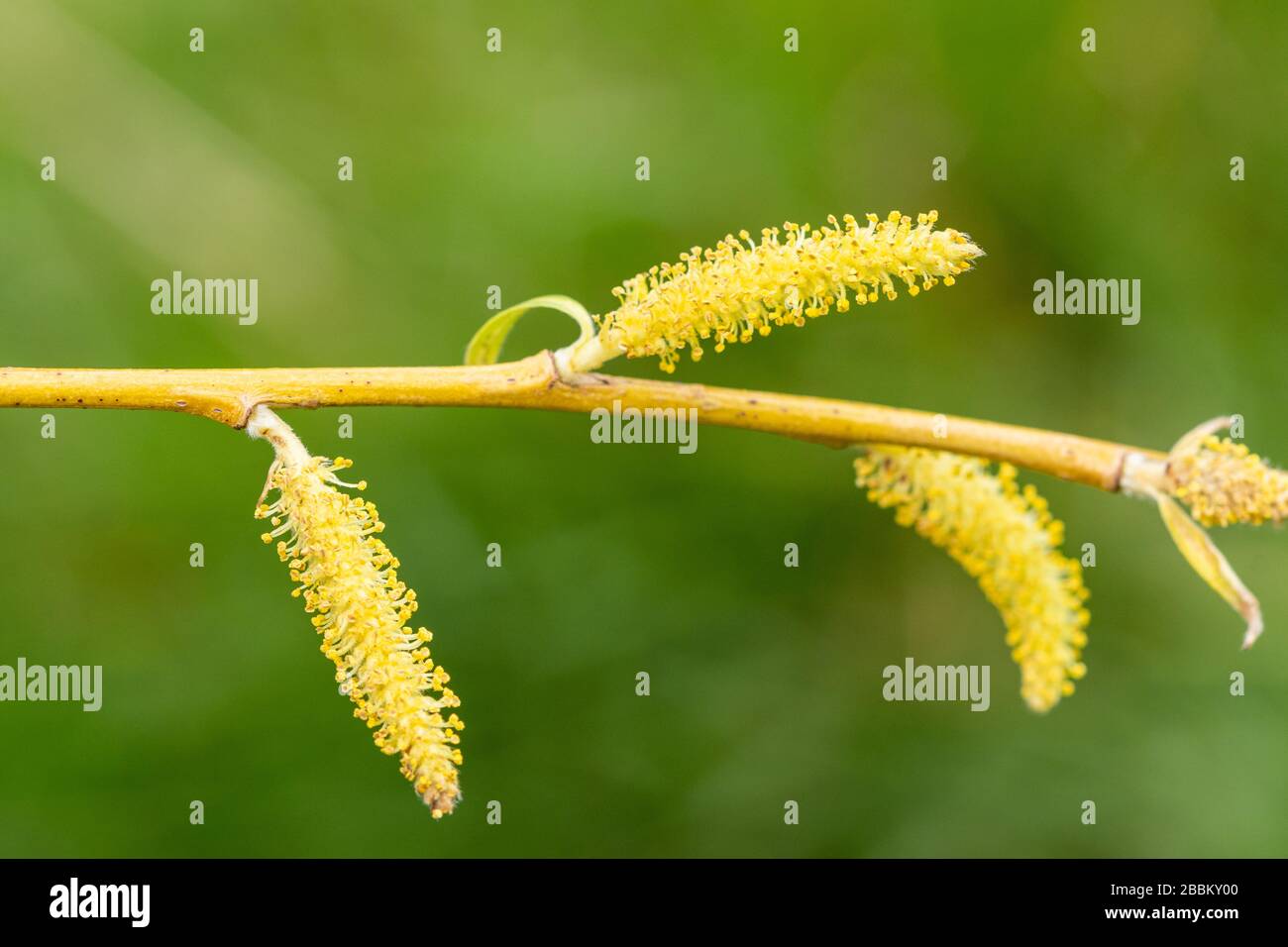 Weeping willow trees uk hi-res stock photography and images - Alamy
