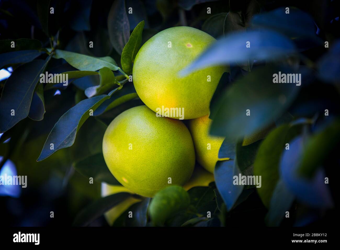Fruits of citrus orange tree branches close up shot Stock Photo - Alamy