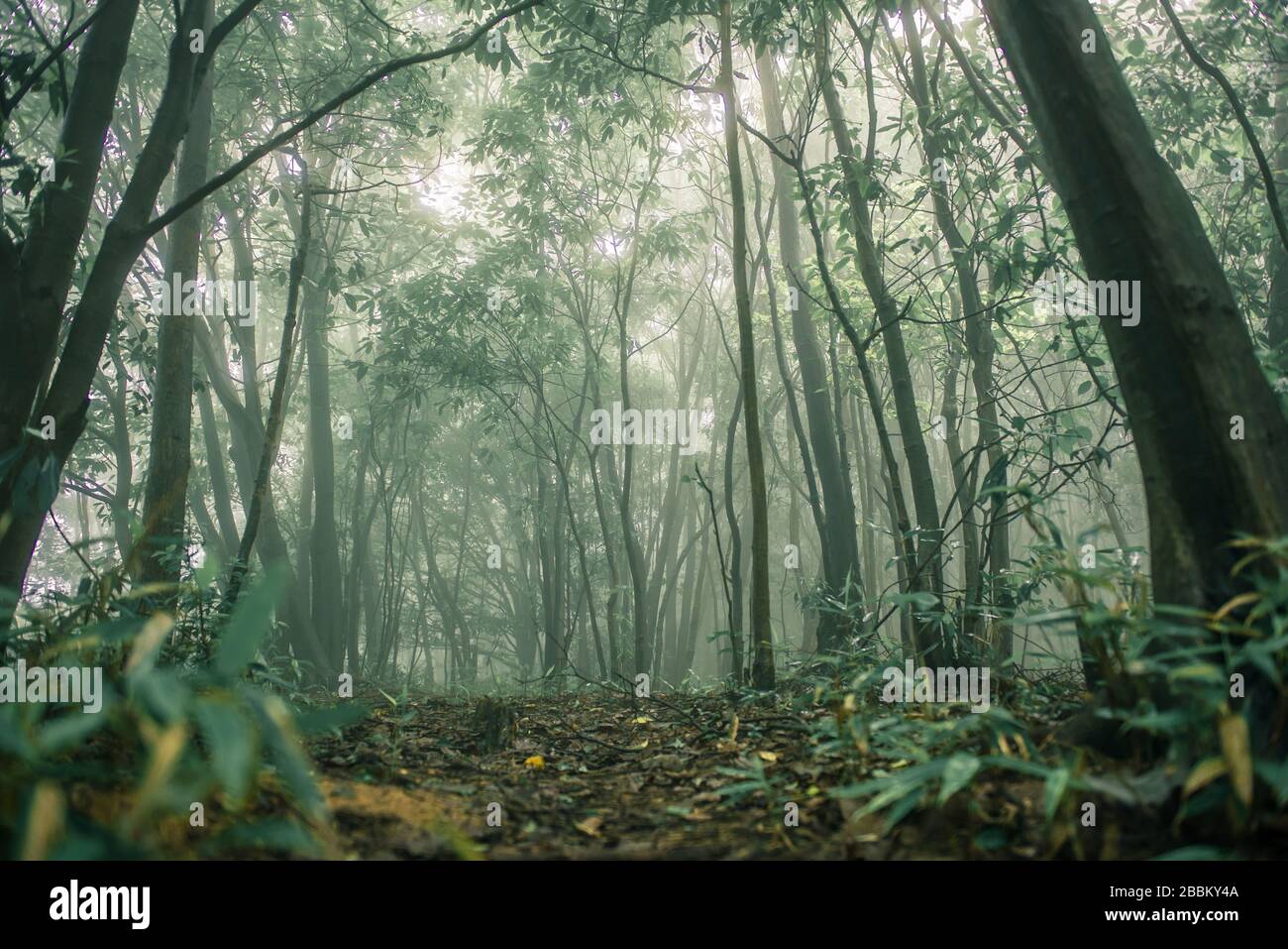 Forest Tree with sun light in rainforest Stock Photo - Alamy