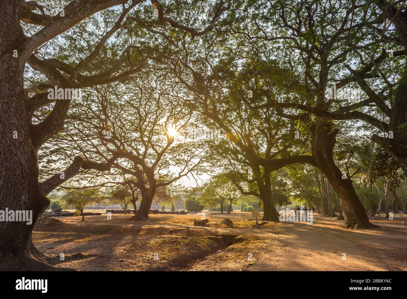 Forest big Tree with sun light in public park Stock Photo - Alamy