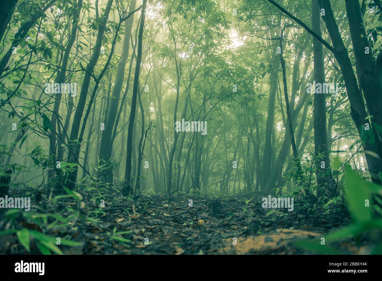 Forest Tree with sun light in rainforest Stock Photo - Alamy