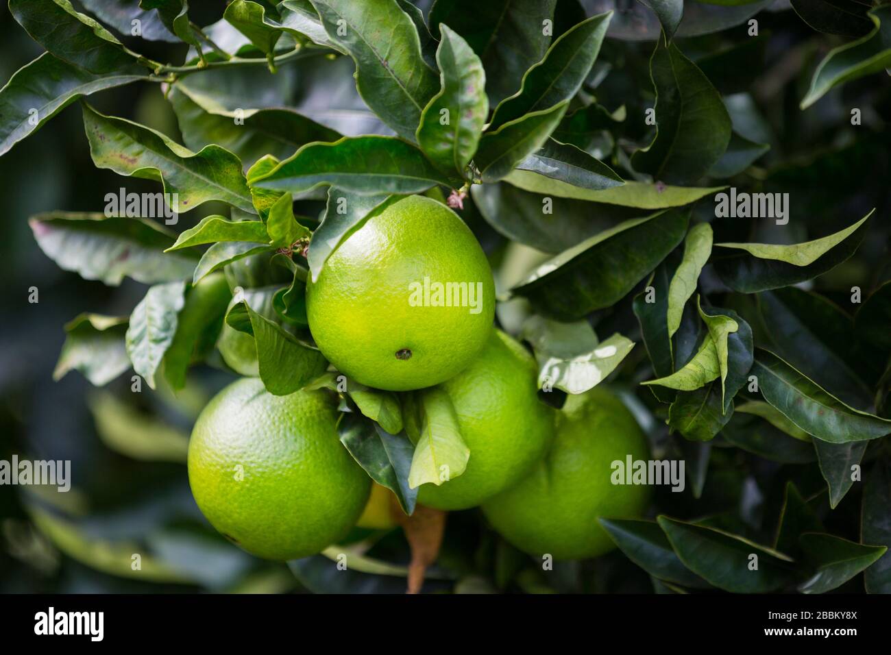 Fruits of citrus orange tree branches close up shot Stock Photo - Alamy