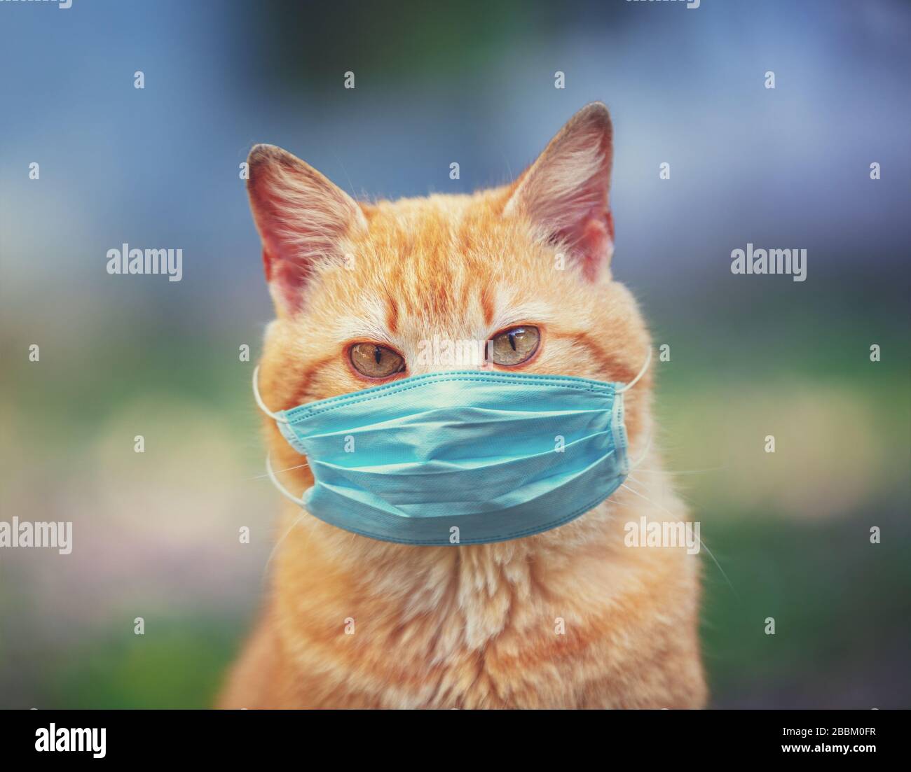 Portrait of a ginger cat. The cat in the medical face mask (respirator ...