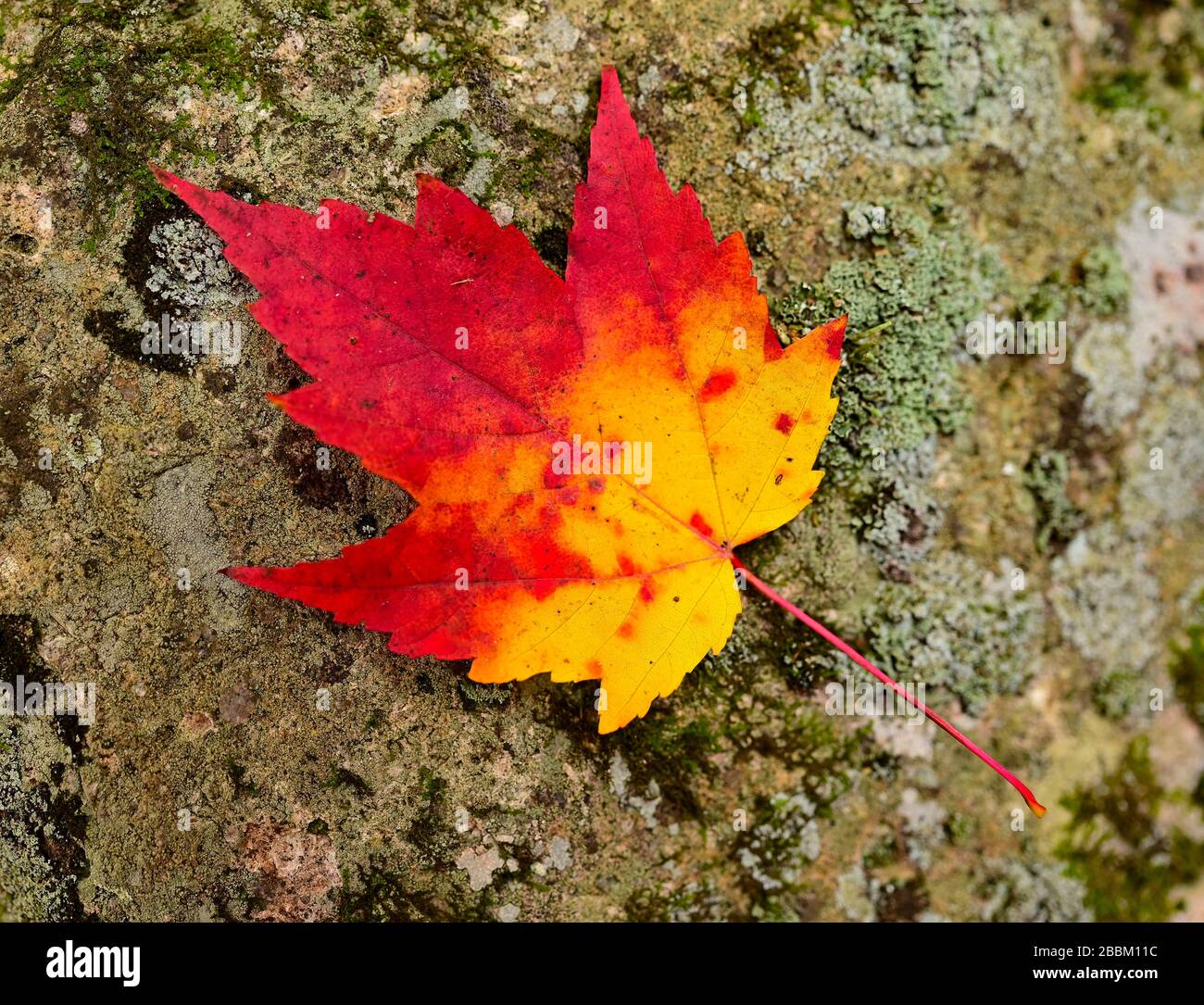 Autumnal red and gold Maple Leaf laid on a stone covered in lichen ...