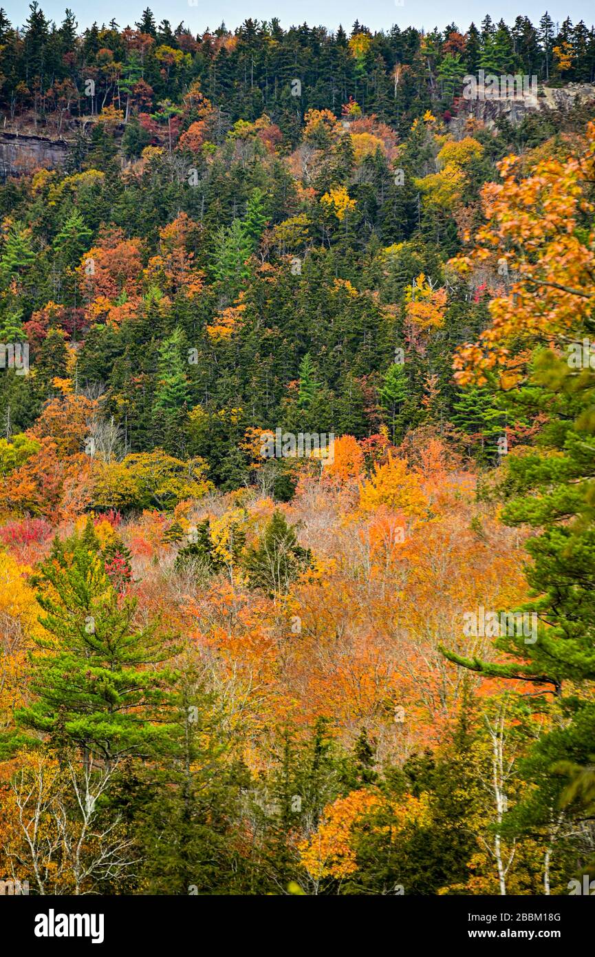 New England forests and woods full of autumn colour Stock Photo - Alamy