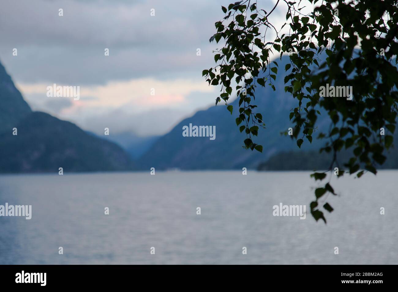 Norwegian fjord in the cloudy evening, birch branch summer holidays ...