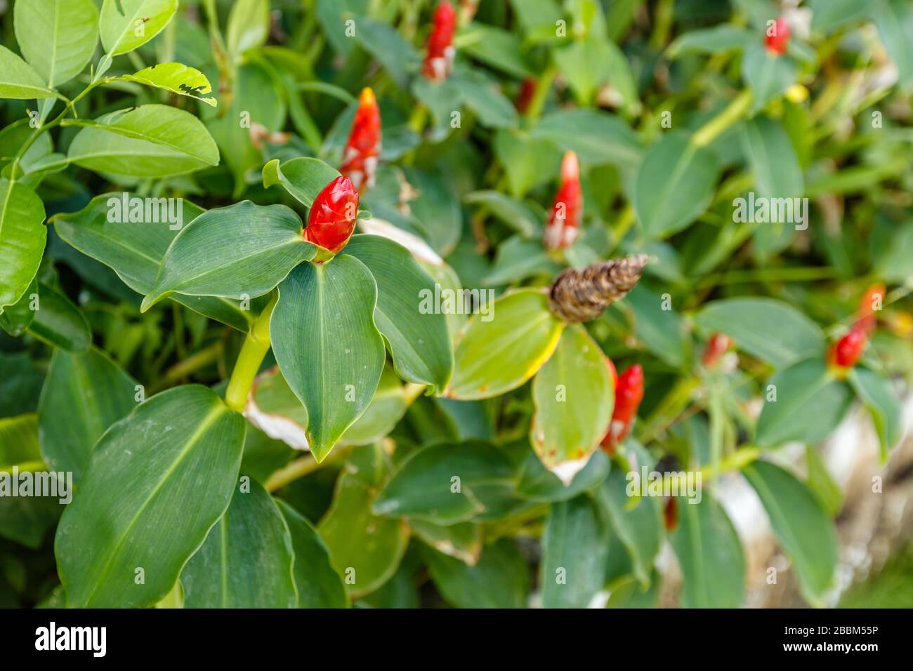 Costus spicatus hi-res stock photography and images - Alamy