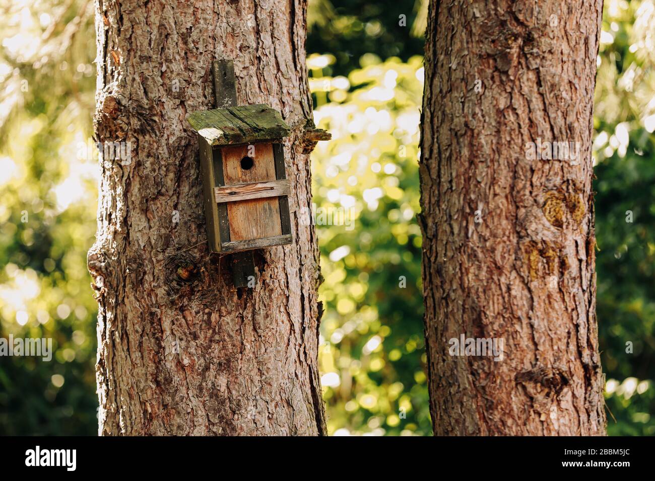 old Wooden bird house on a tree in the forest. Bird feeder on a tree in ...