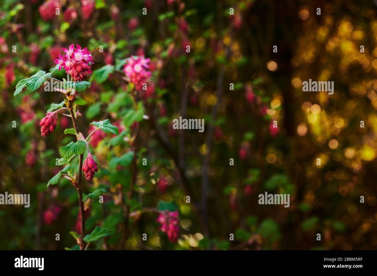 Flowers and leaves of a flowering currant (Ribes sanguineum Stock Photo ...