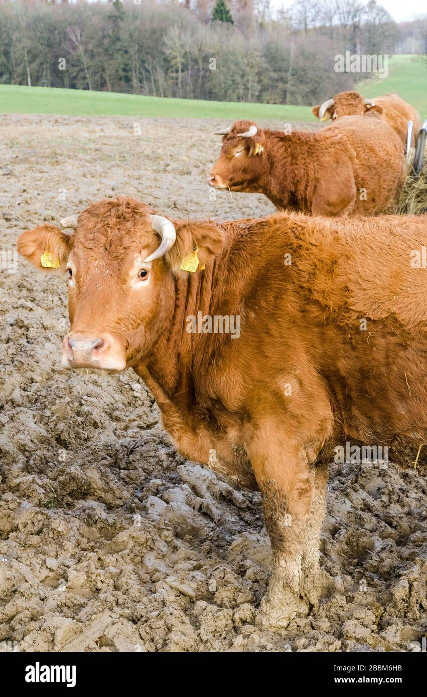 Bos Taurus, cattle livestock, cows on a muddy pasture in the ...