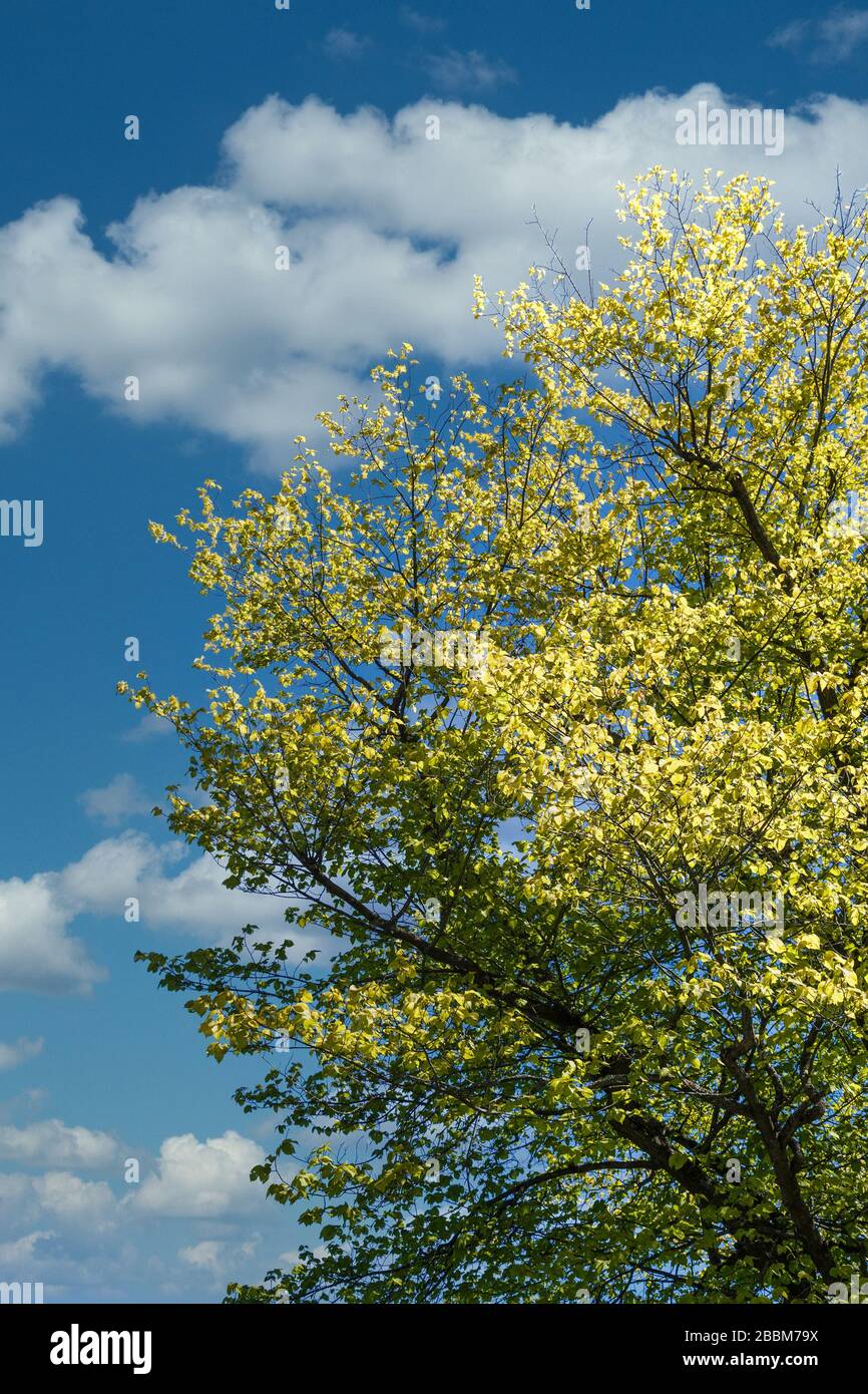 Spring green tree hi-res stock photography and images - Alamy