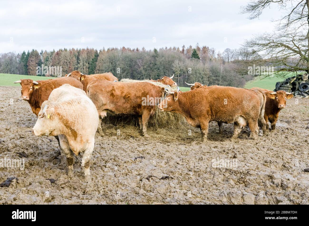 Bos Taurus, cattle livestock with limousin and charolais cows on a ...