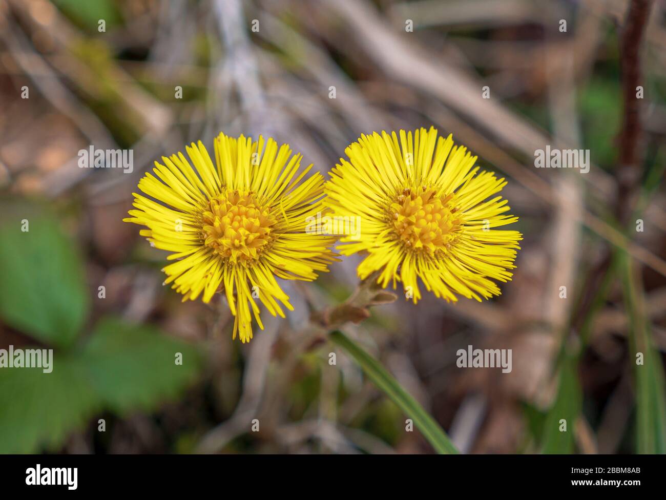 Coltsfoot (Tussilago farfara), Bavaria, Germany, Europe Stock Photo - Alamy