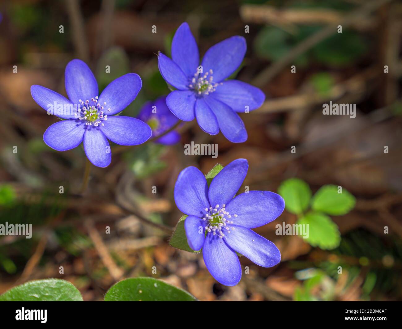 Anémone hepatica hepatica triloba hi-res stock photography and images ...