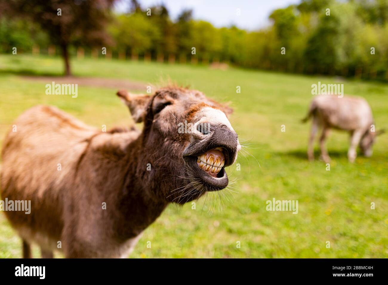 Happy donkey smile Stock Photo - Alamy