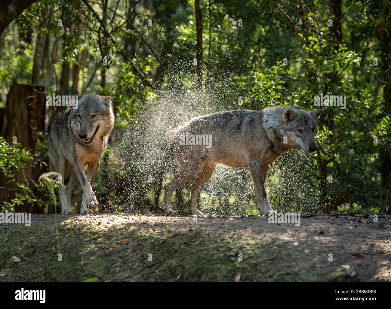 Garden route wolf sanctuary hi-res stock photography and images - Alamy