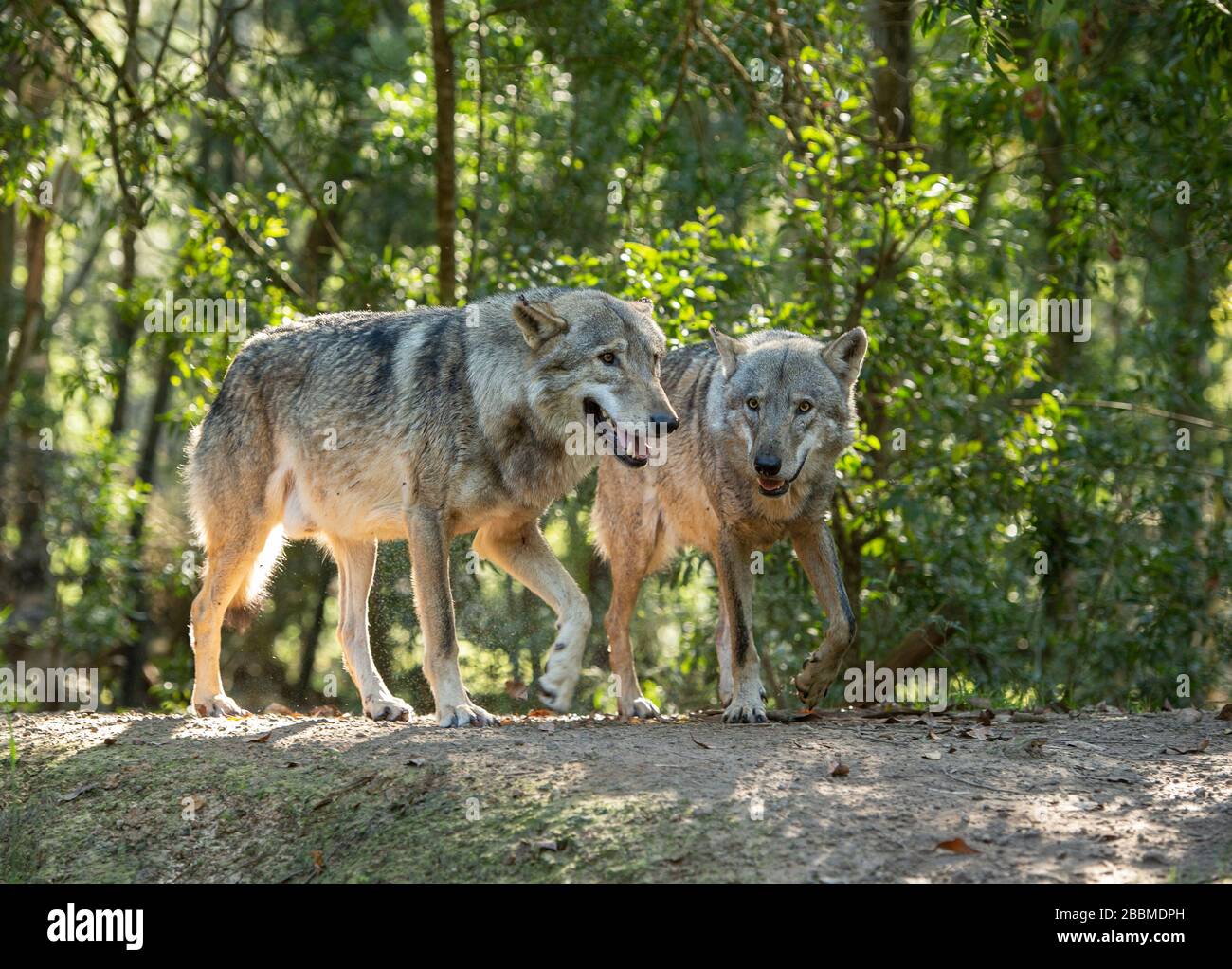 Garden route wolf sanctuary hi-res stock photography and images - Alamy