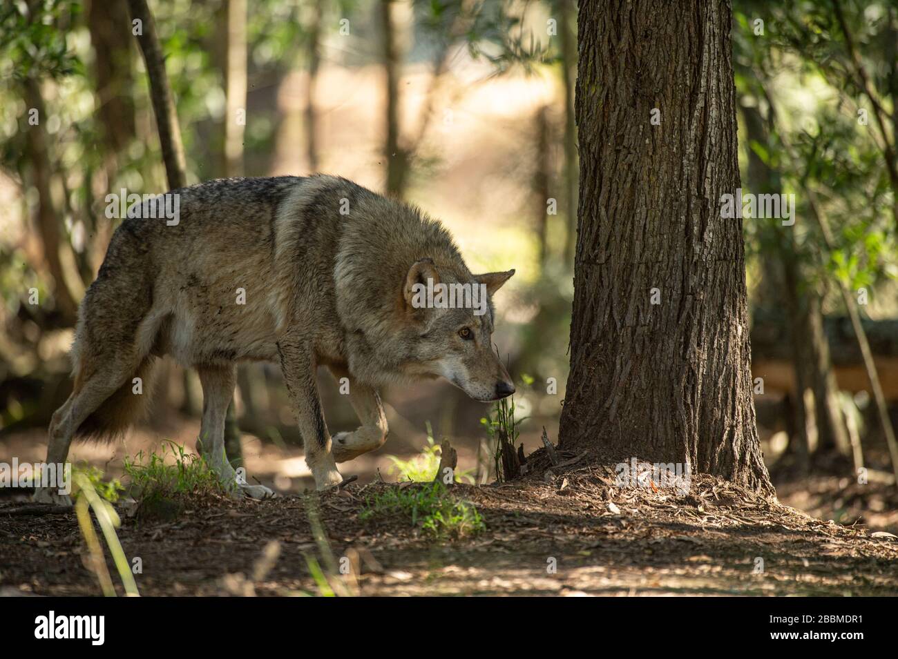 Garden route wolf sanctuary hi-res stock photography and images - Alamy