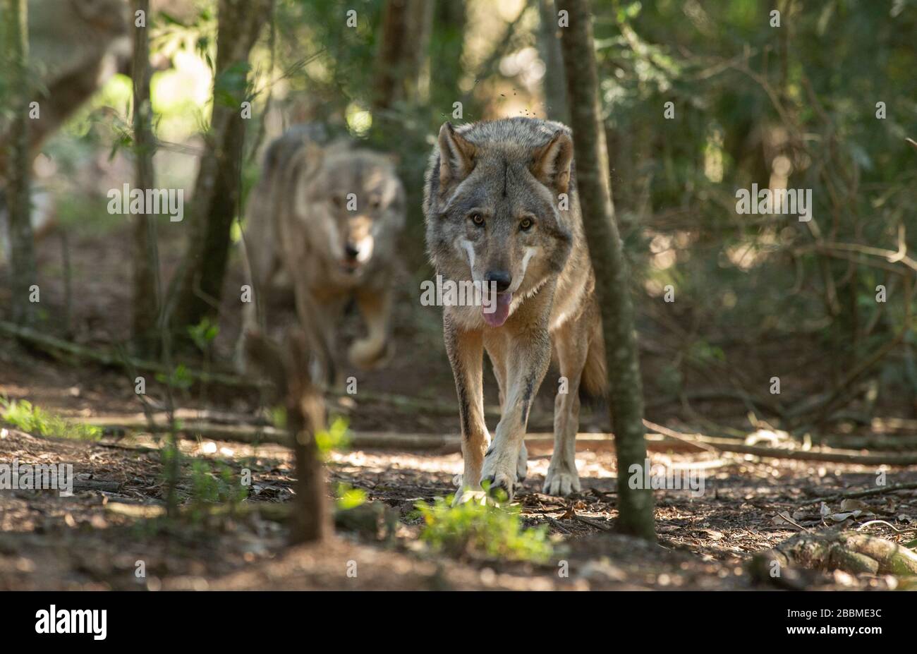 Garden route wolf sanctuary hi-res stock photography and images - Alamy
