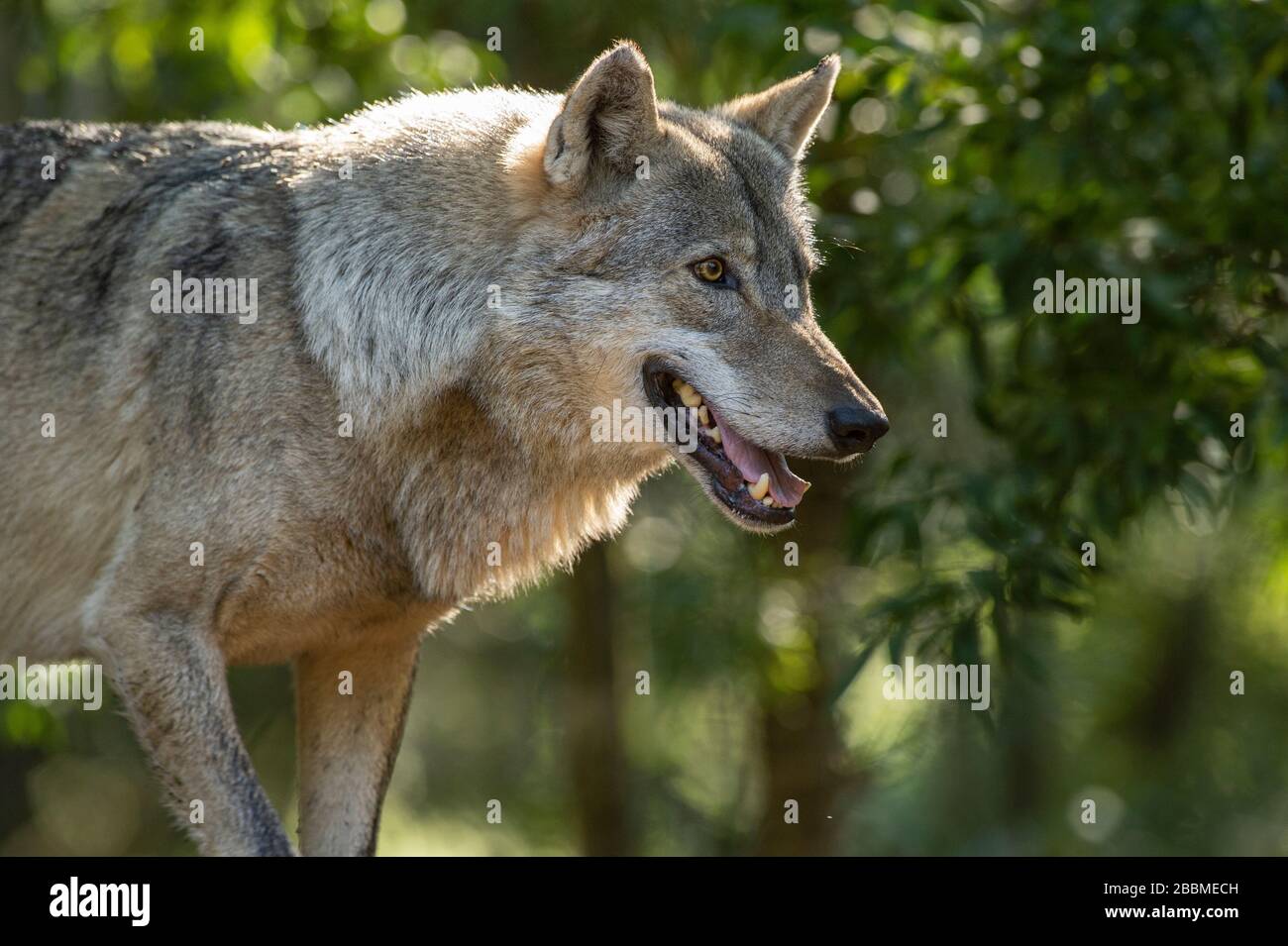 Garden route wolf sanctuary hi-res stock photography and images - Alamy