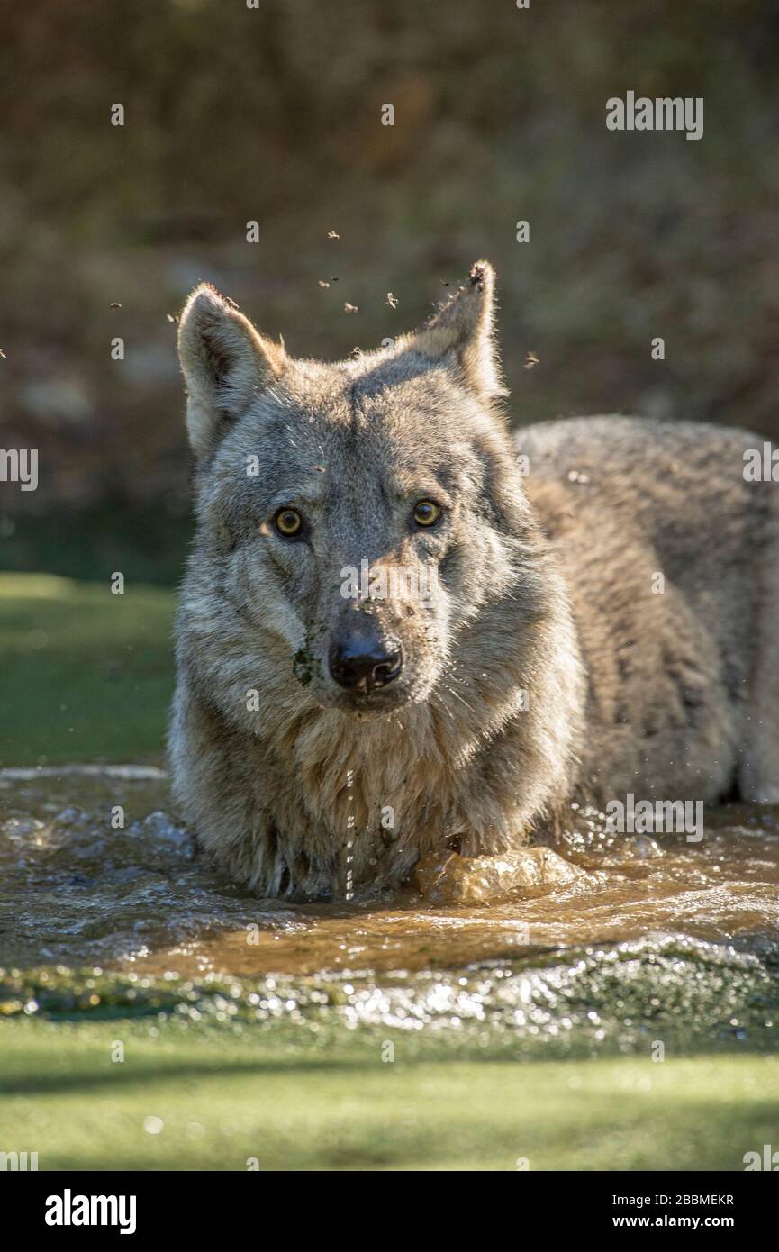 Garden route wolf sanctuary hi-res stock photography and images - Alamy
