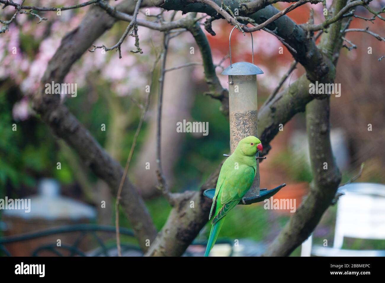 Green parakeet hi-res stock photography and images - Alamy