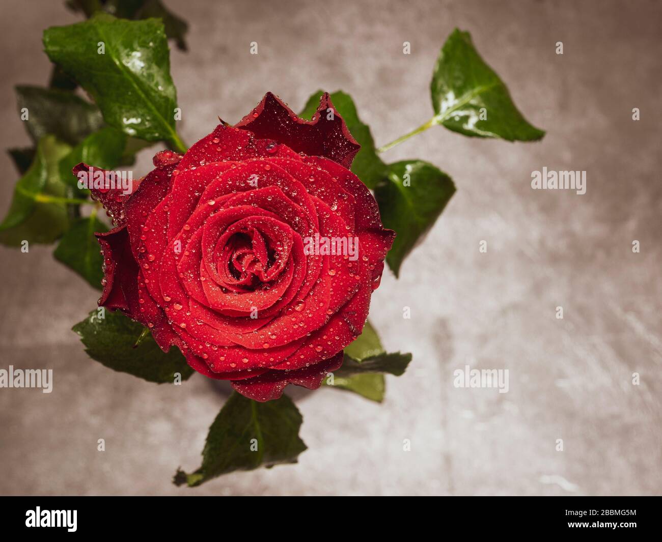High top view angle of red rose Stock Photo - Alamy