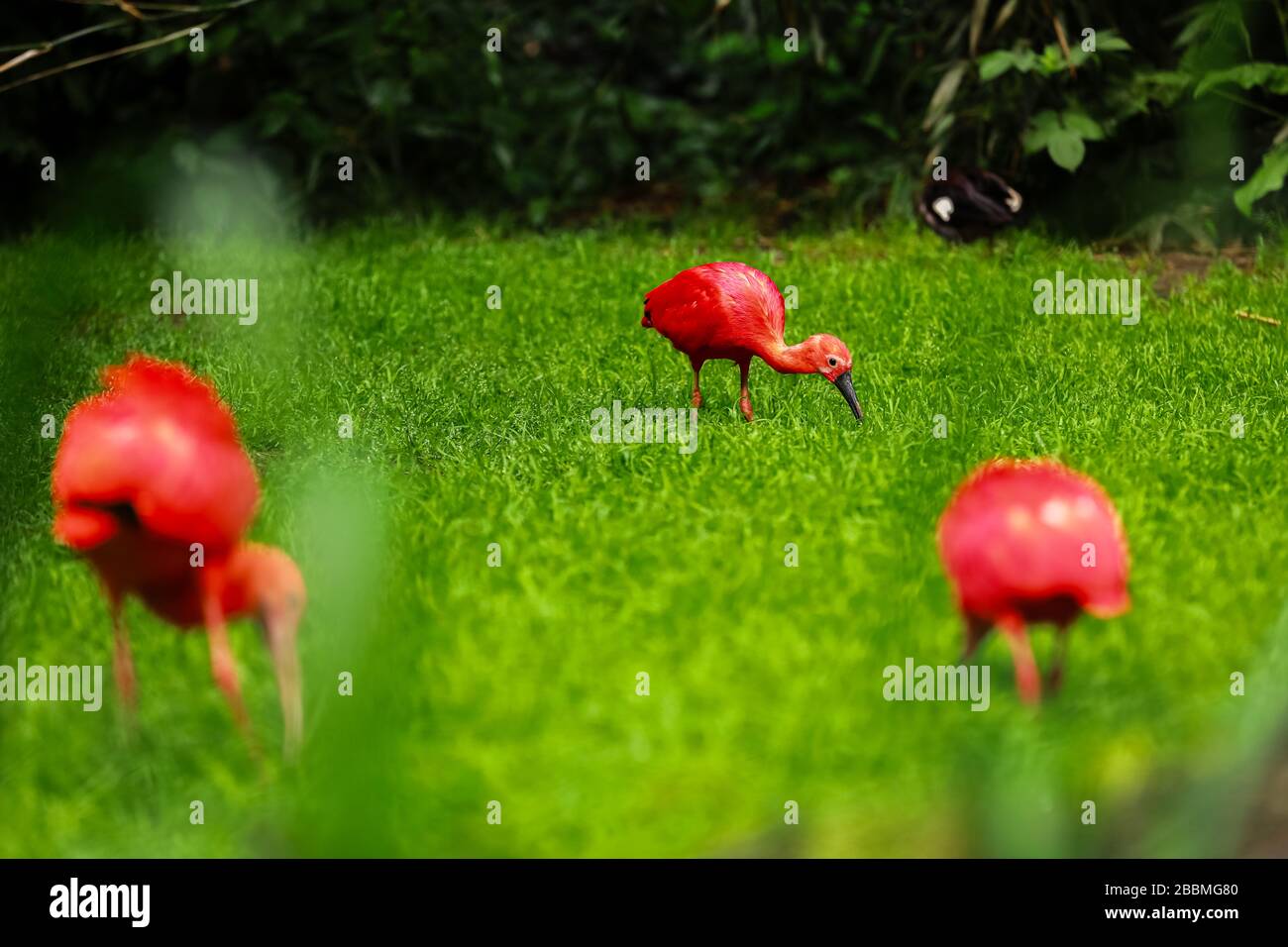 red ibis on green natural grass background. The scarlet ibis Eudocimus ...