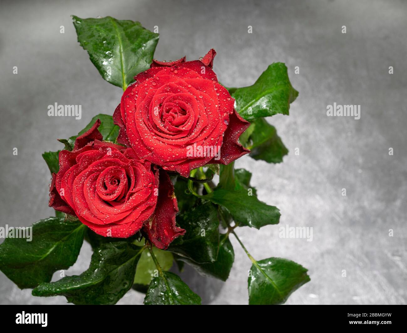 High top view angle of two red roses Stock Photo - Alamy
