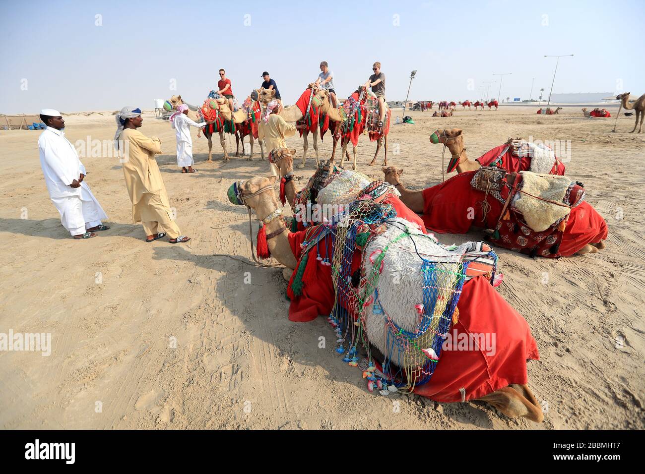 Camel riding tours for tourists in Doha, Qatar Stock Photo - Alamy