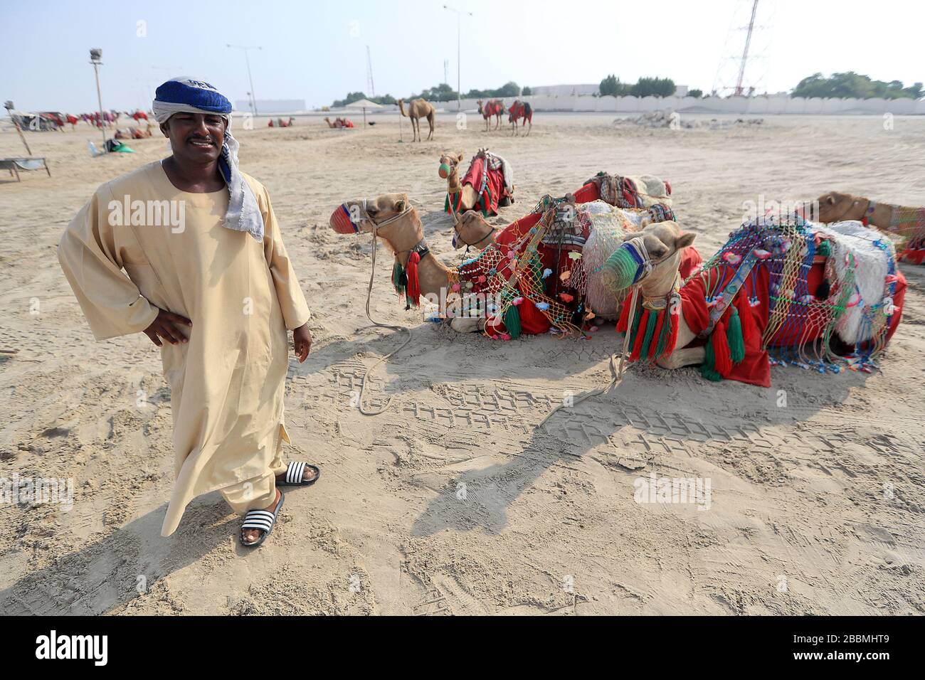 Camel riding tours for tourists in Doha, Qatar Stock Photo - Alamy