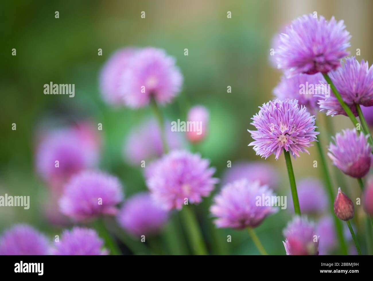 English country garden flowers hi-res stock photography and images - Alamy