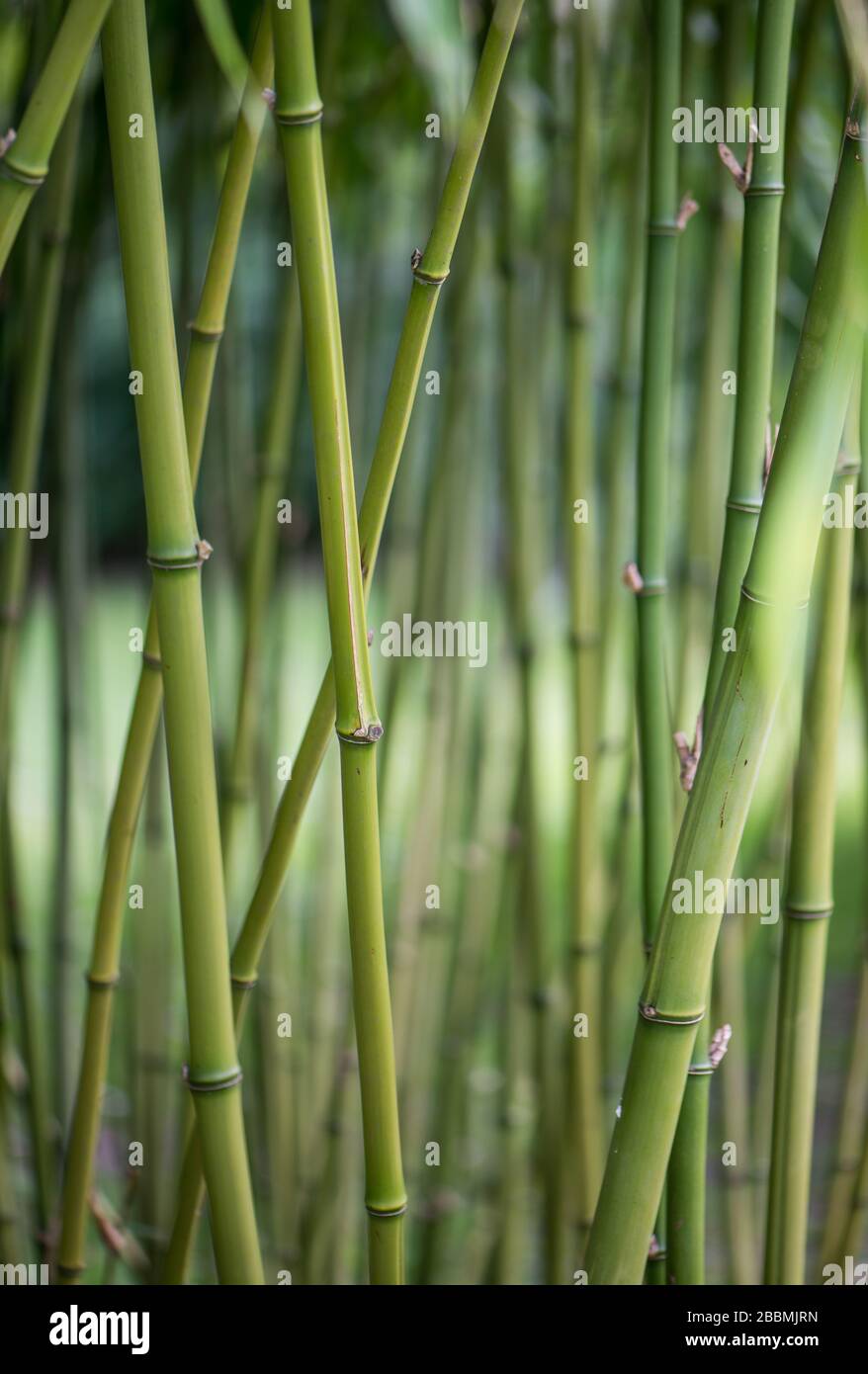 Phyllostachys nigra flower hi-res stock photography and images - Alamy