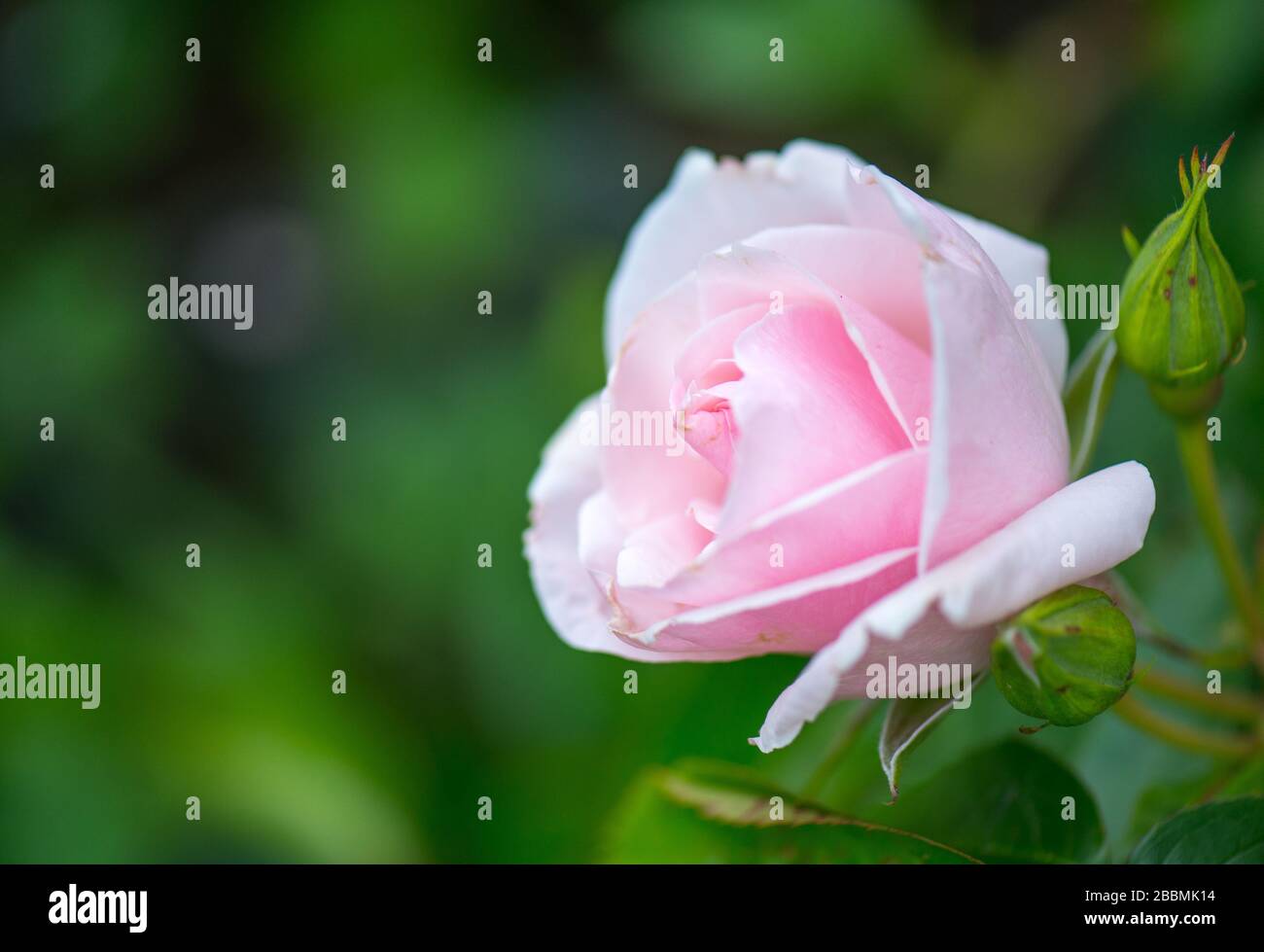 English country garden plants. Pink rose stem. Towcester ...