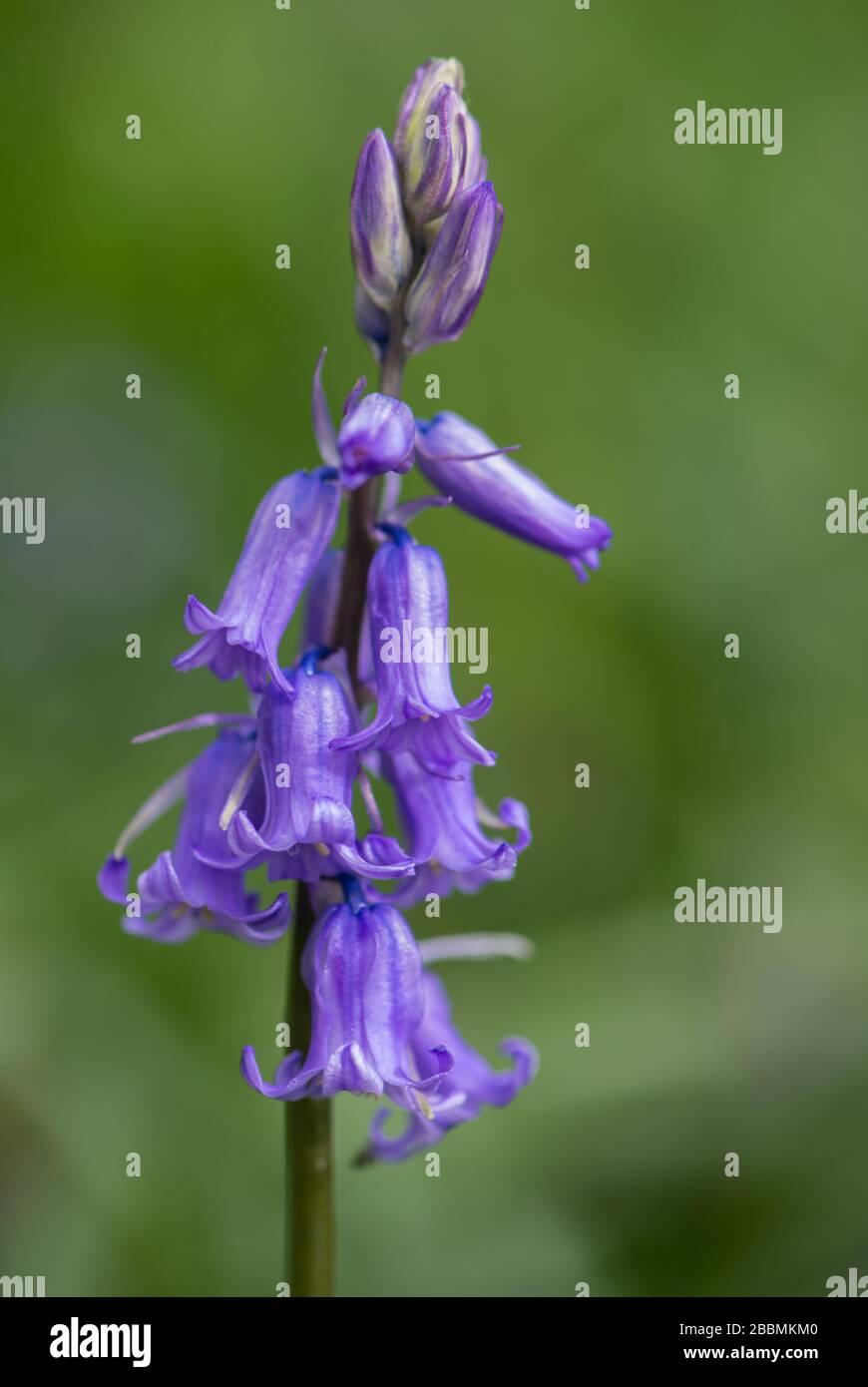 British native plants hi-res stock photography and images - Alamy