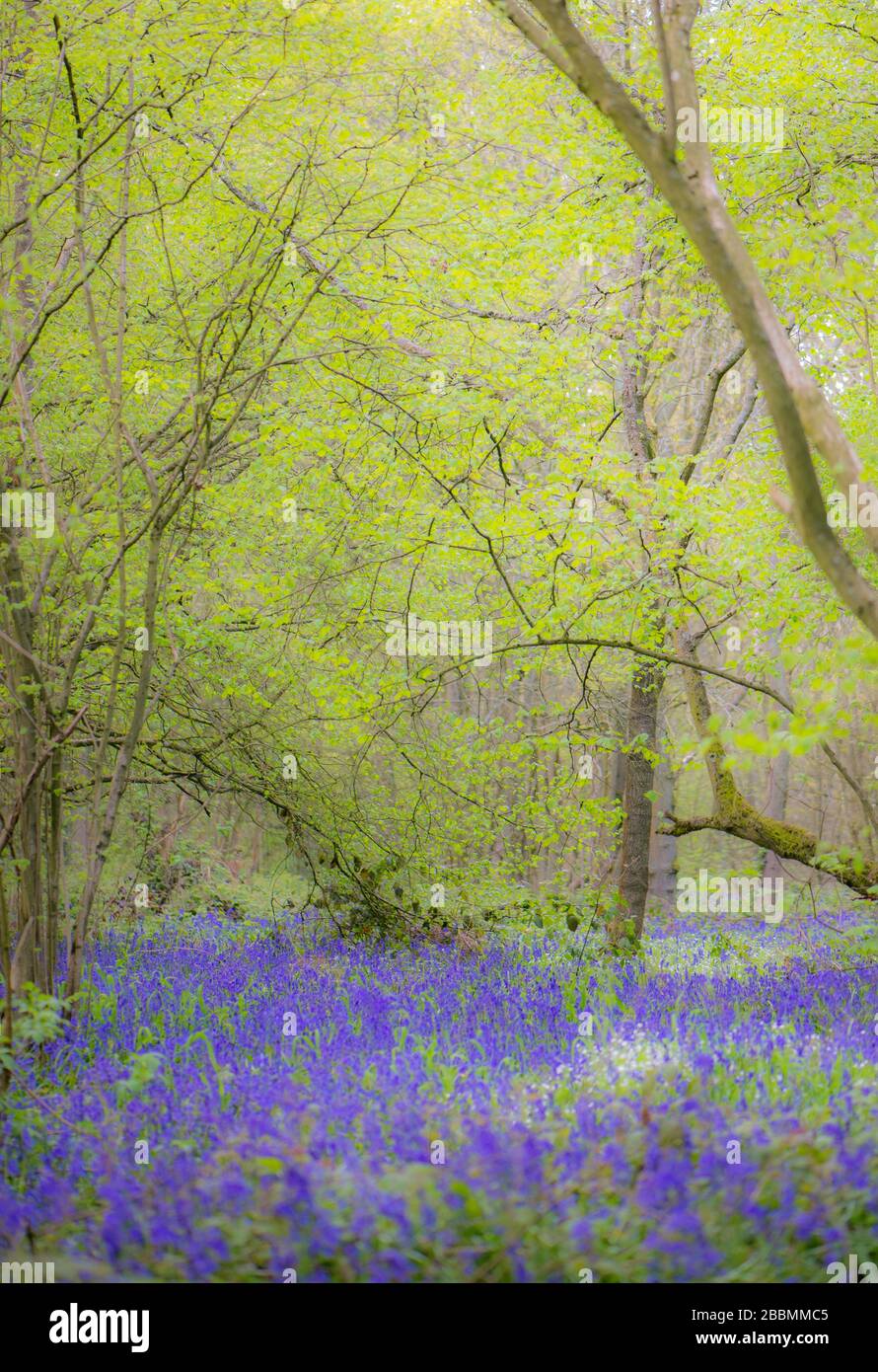 English bluebell woods nr Towcester, UK Stock Photo - Alamy