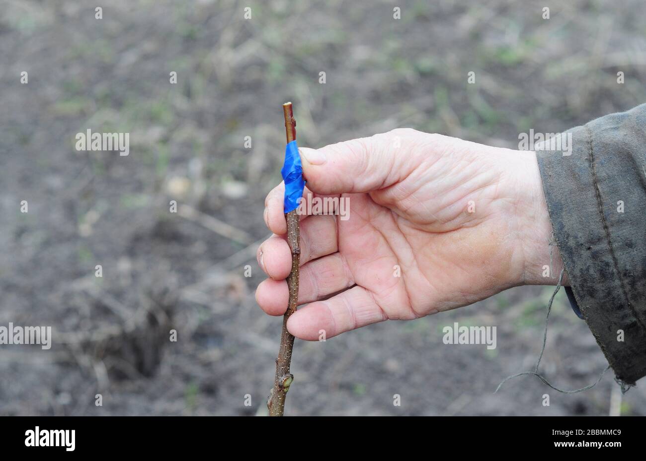 Old gardener hand holding grafting and budding fruit tree Stock Photo ...