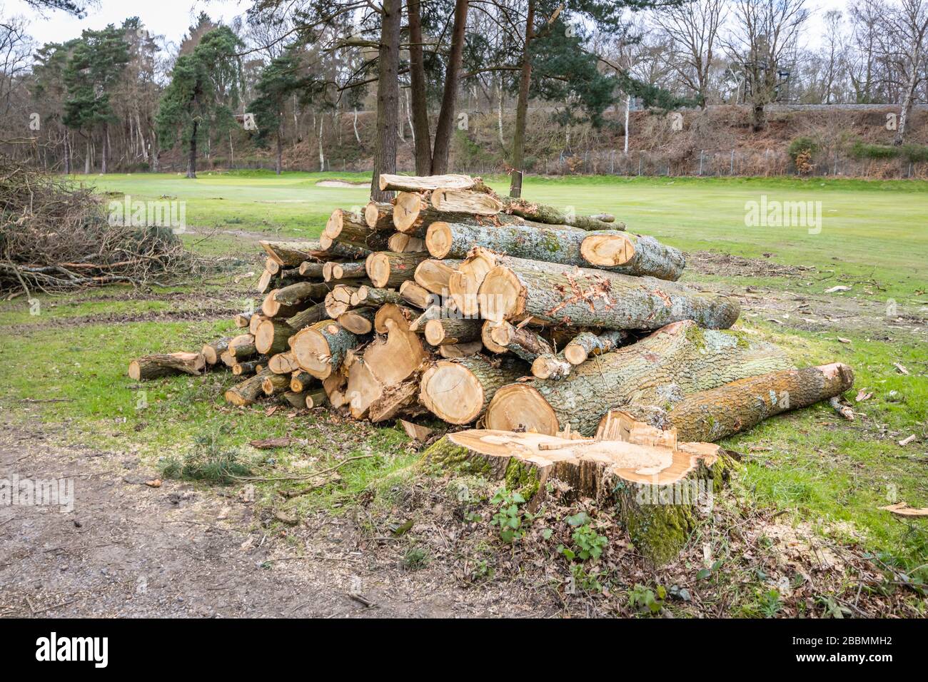 Cutting pine trees hi-res stock photography and images - Alamy
