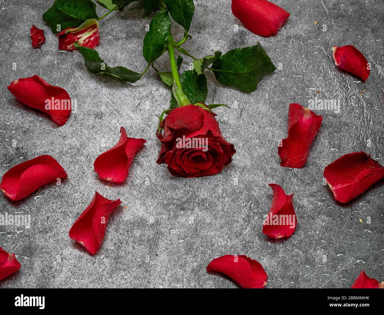 High top view angle of red rose with petals Stock Photo - Alamy