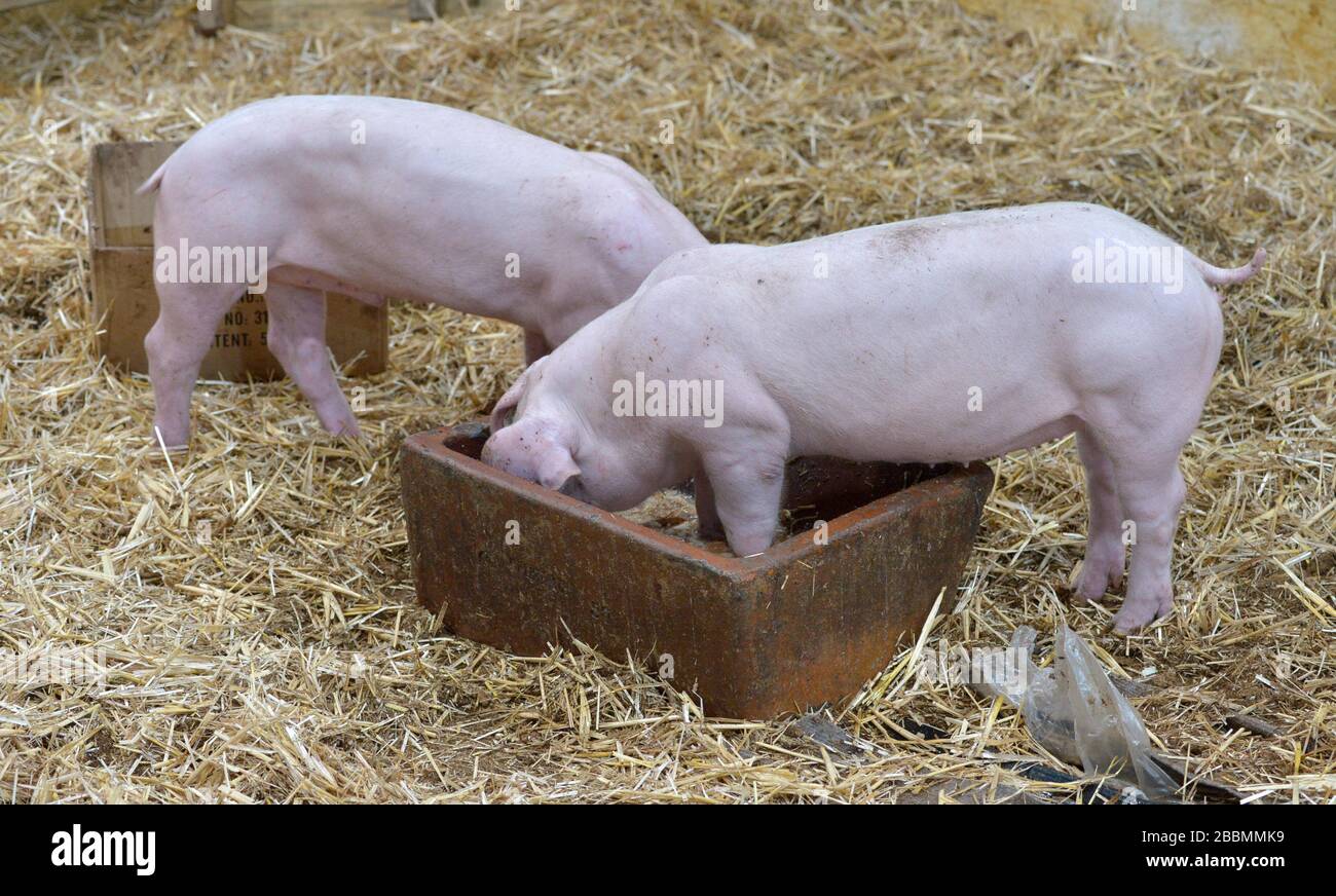 Pig troughs hi-res stock photography and images - Alamy